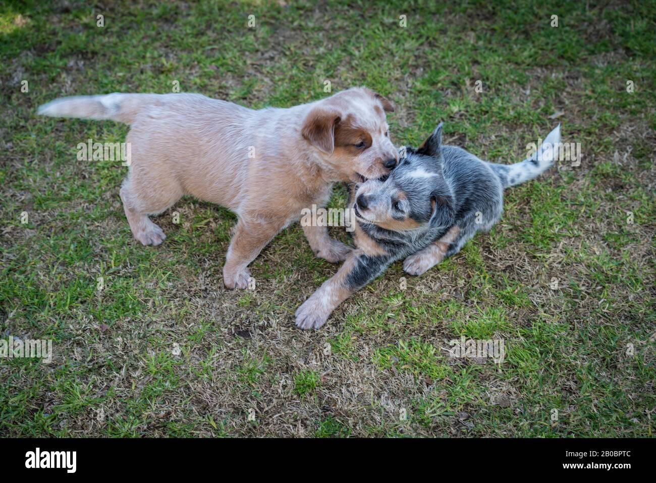 Six week old Australian Cattle Dog puppies Stock Photo - Alamy