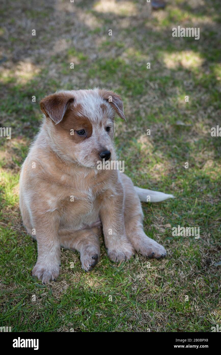 Six week old Australian Cattle Dog puppy Stock Photo - Alamy