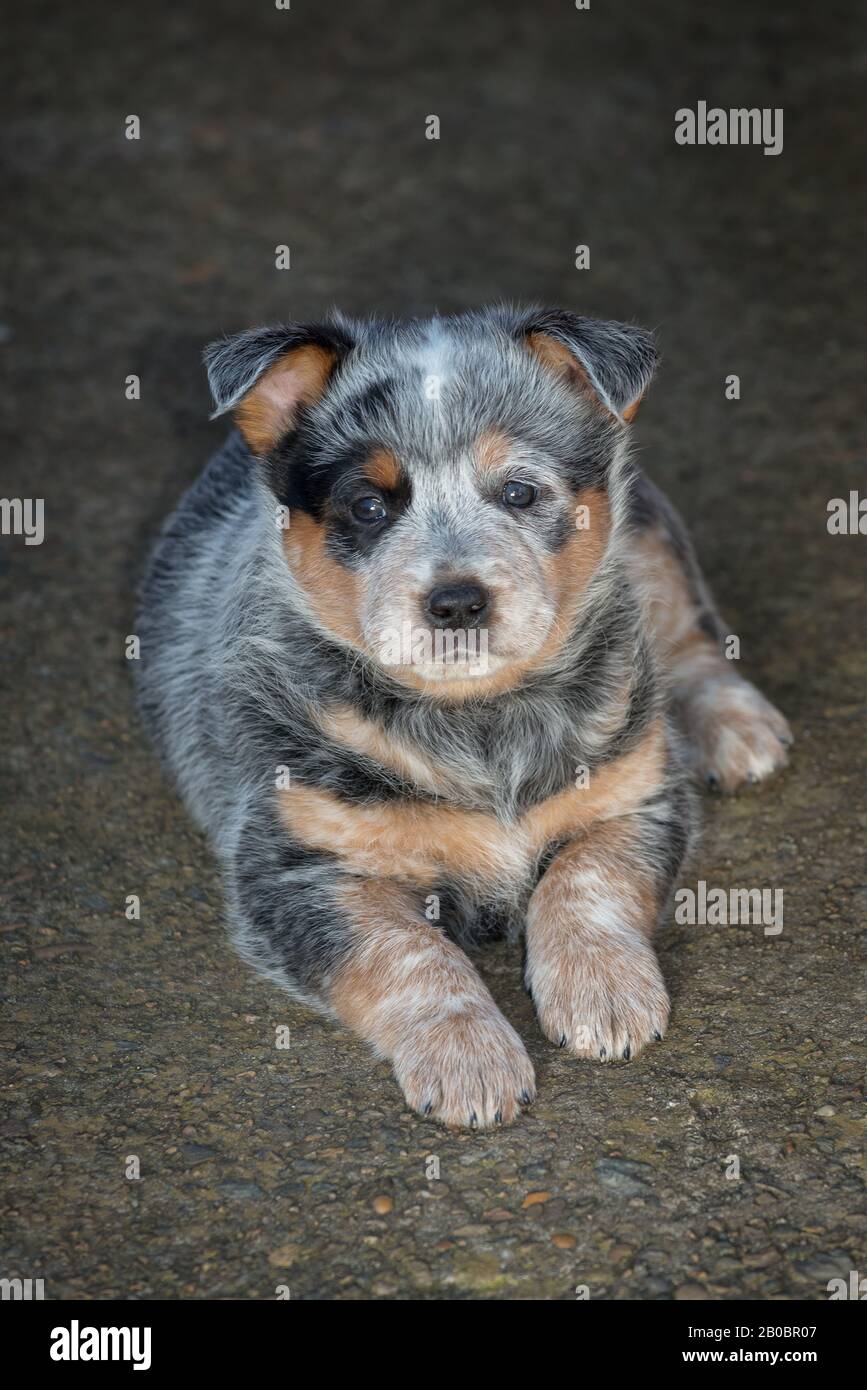 Six week old Australian Cattle Dog puppy Stock Photo - Alamy