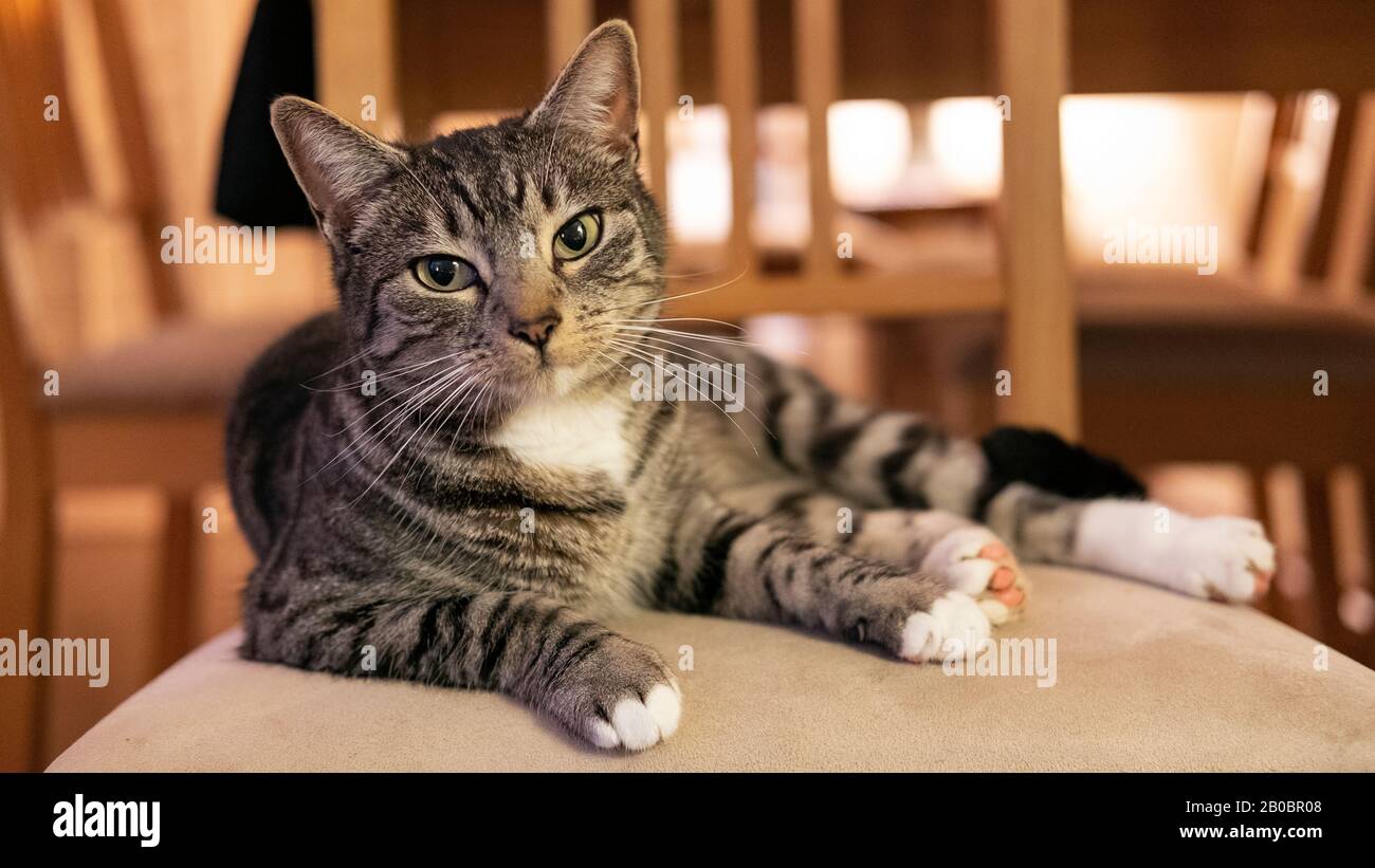 Domestic cat looking straight to the camera and sitting on a chair in a ...