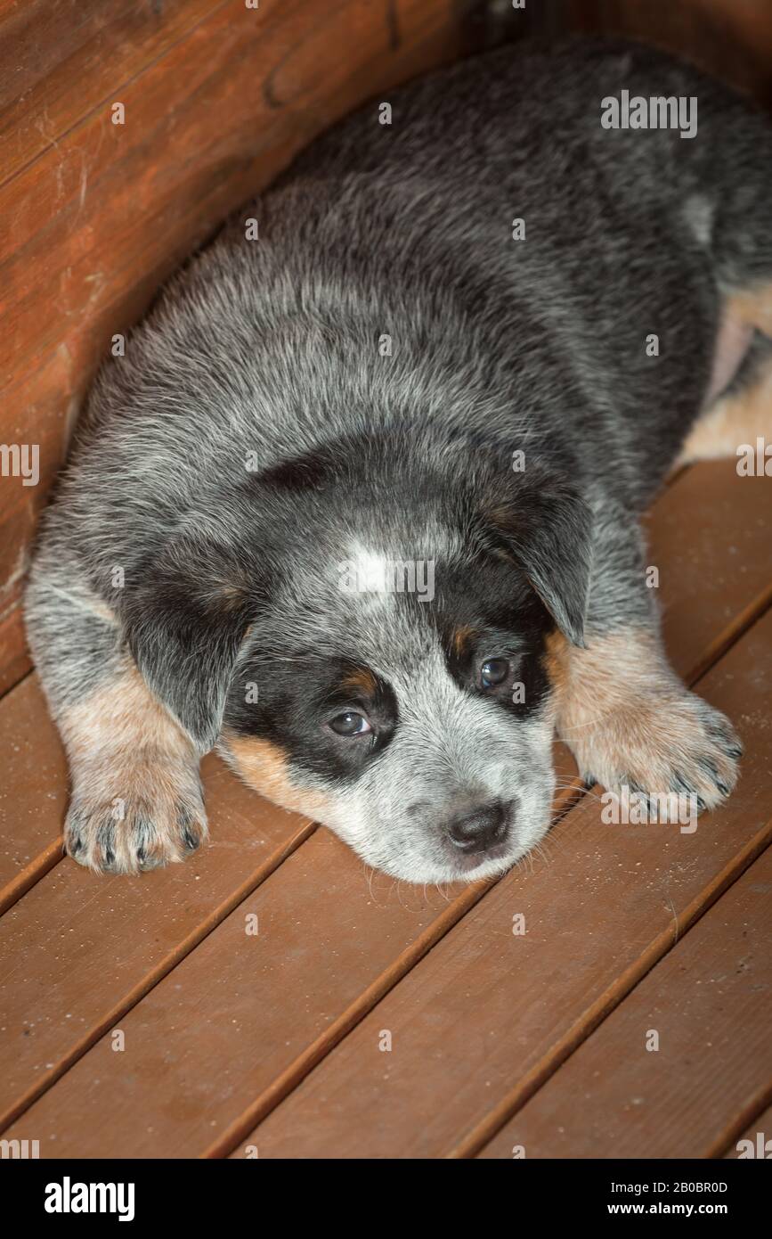 Six week old Australian Cattle Dog puppy Stock Photo - Alamy