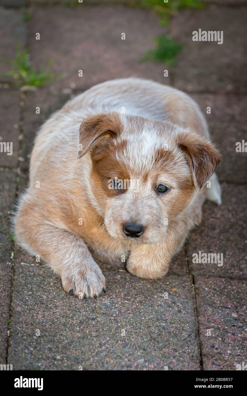 Six week old Australian Cattle Dog puppy Stock Photo - Alamy