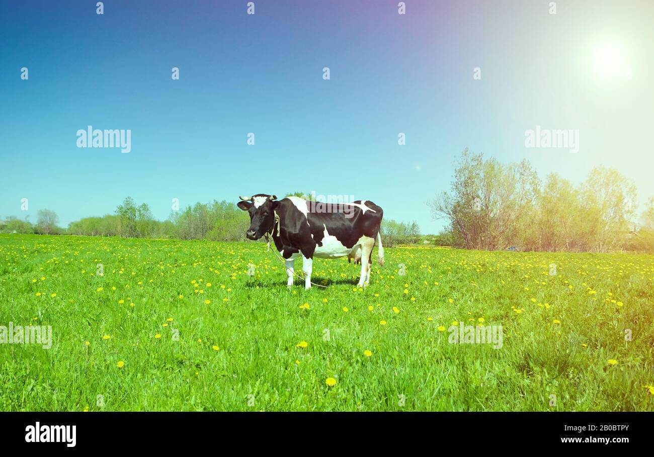 cows in pasture.An inquisitive cow in a scenic field Stock Photo - Alamy