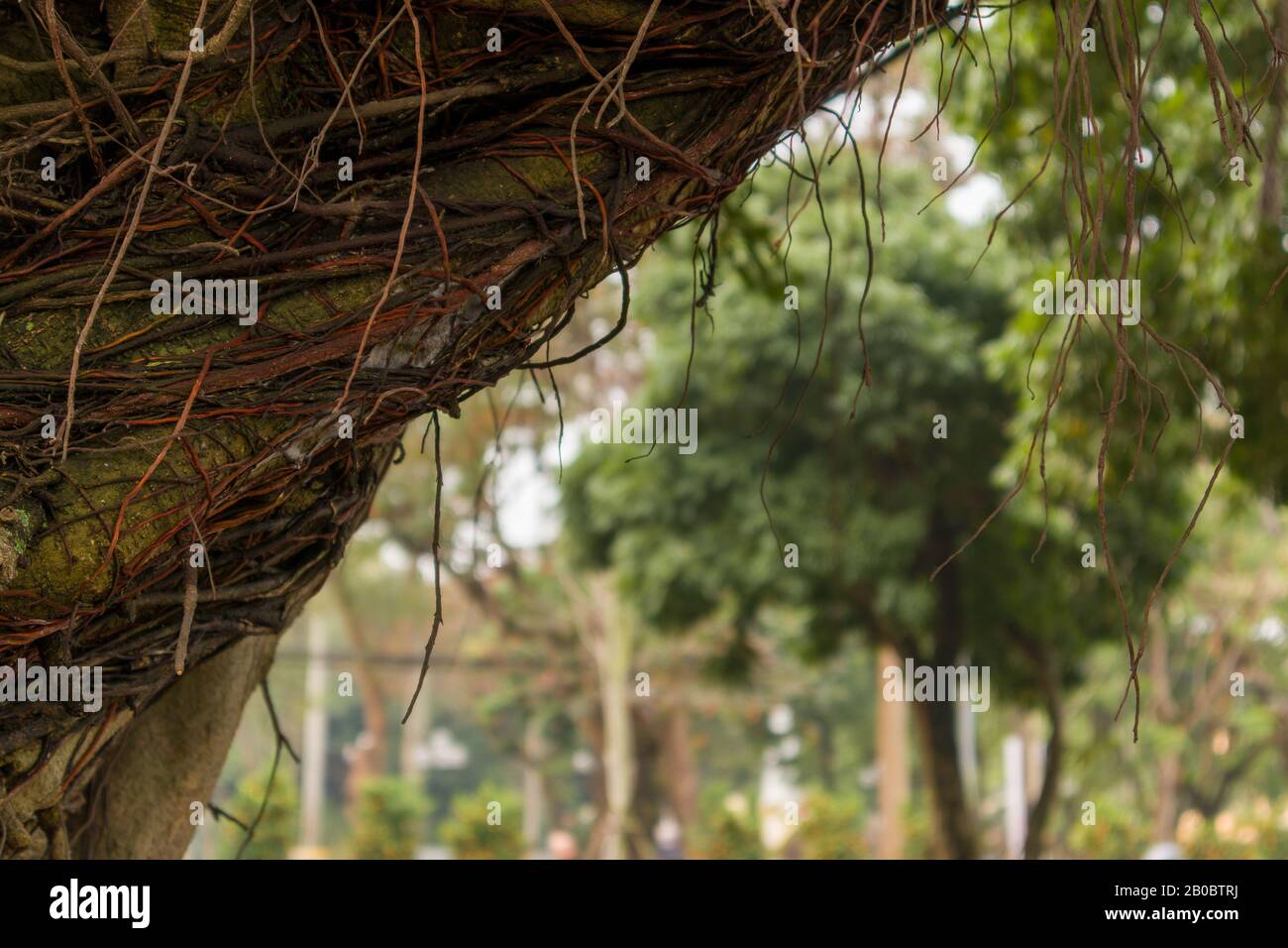 Big tree with strange branches in a park Stock Photo - Alamy