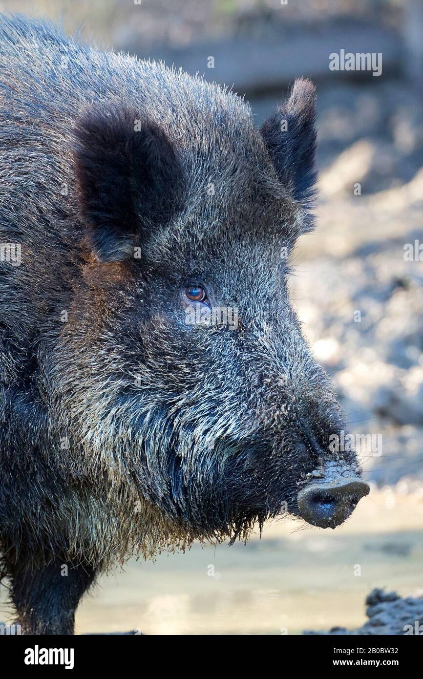 Wild boar a close-up portrait Stock Photo - Alamy