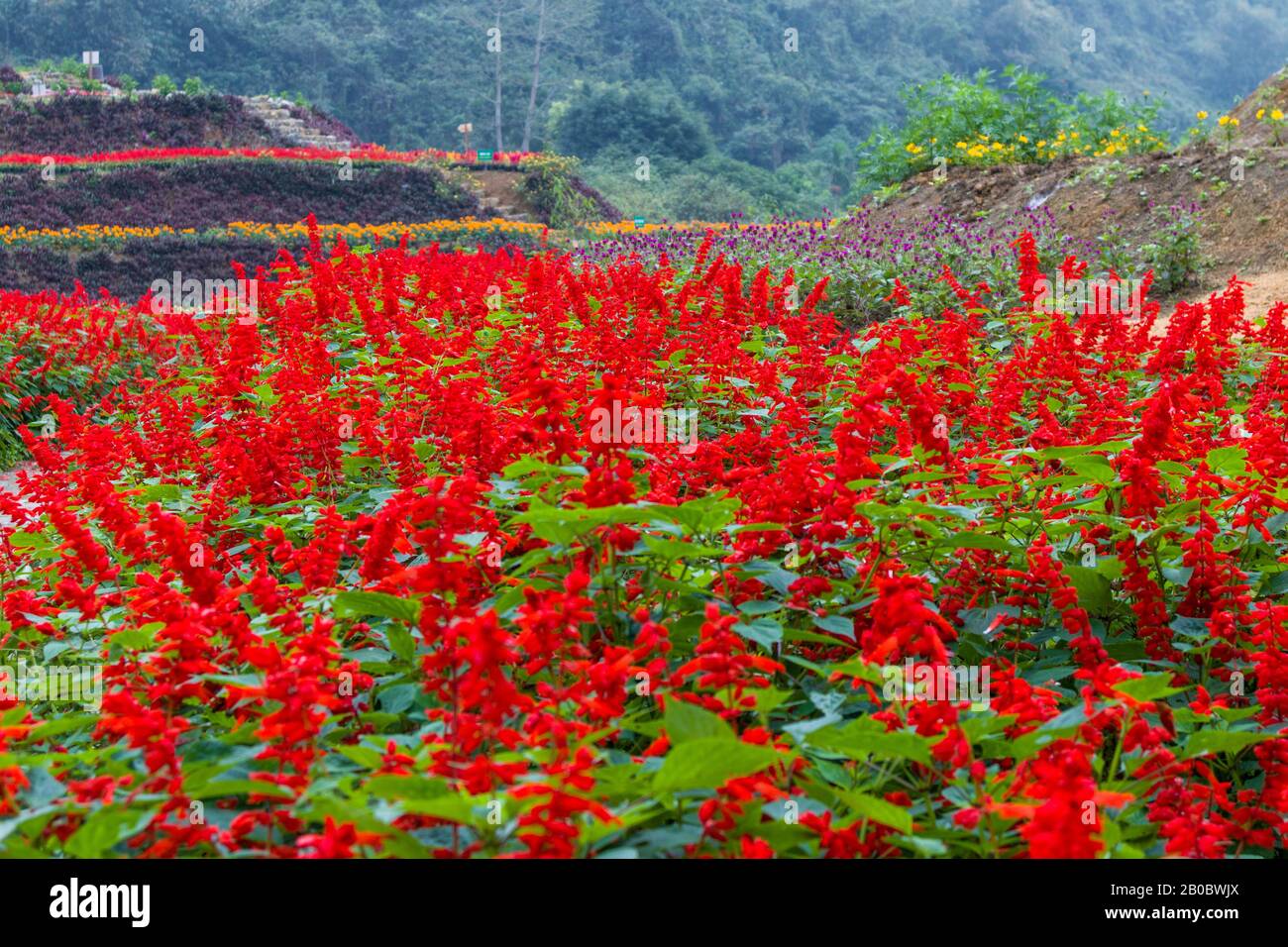 Red flowers field in a nature park with mountains Stock Photo - Alamy