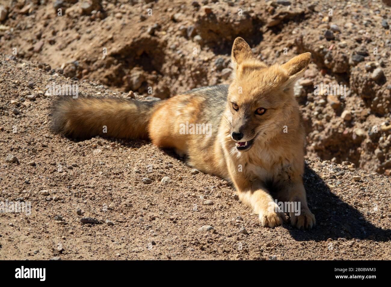 Angry wild fox laid down on the ground Stock Photo - Alamy