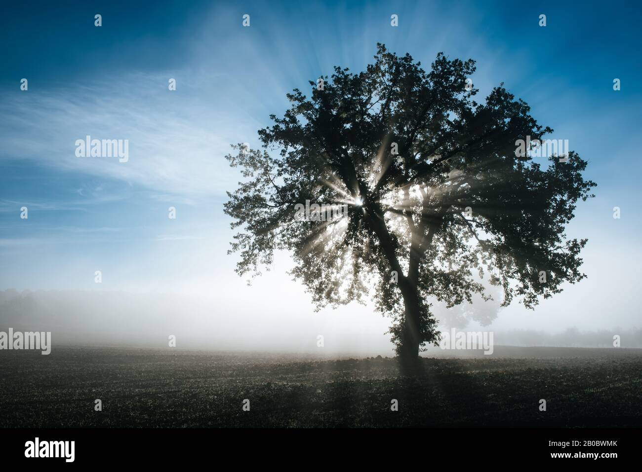 Single olive tree in the beautiful sunny fog at sunrise, natural ...