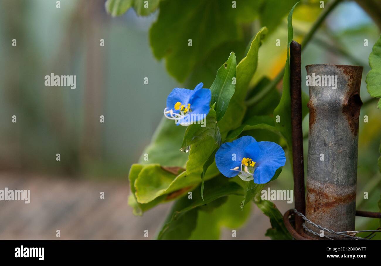 Blue flower of Begonia, which are plants essentially of the genus ...