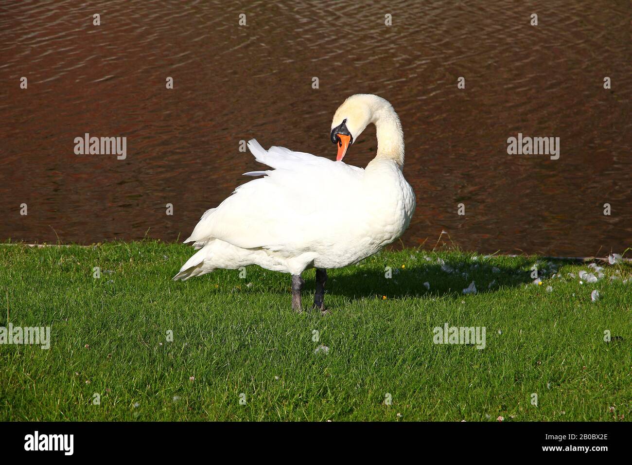 Swan in Kronborg castle, Denmark, North sea Stock Photo - Alamy