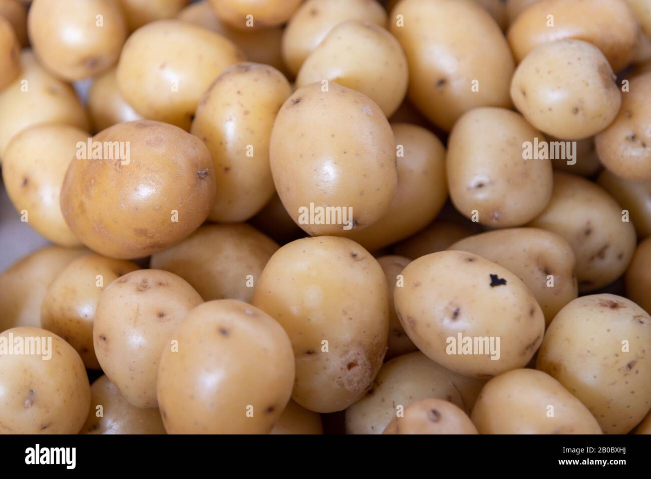 A batch of steamed English potatoes to be used in Brazilian cuisine for ...