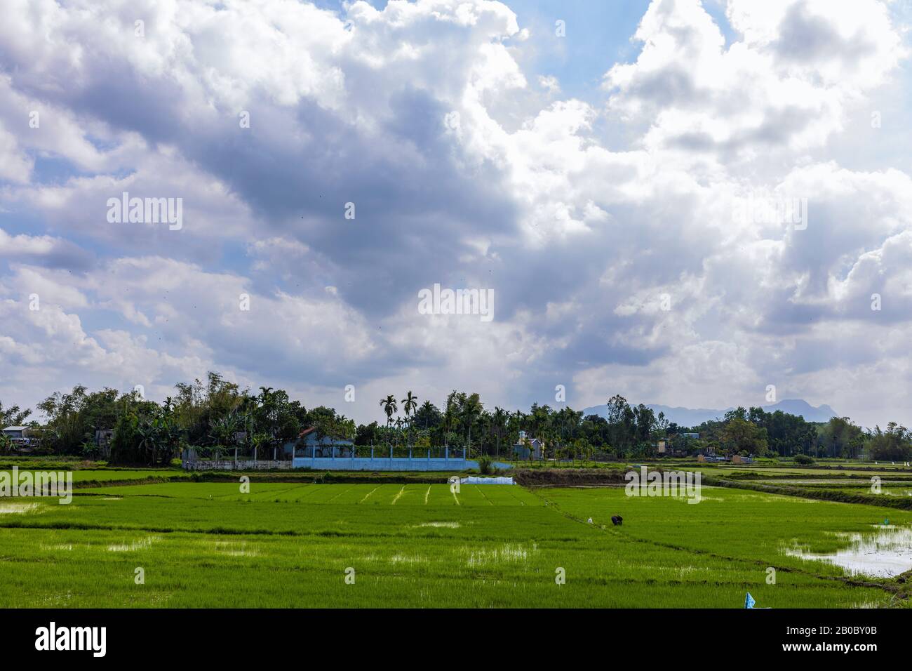 Green rice field in asia at spring time Stock Photo - Alamy