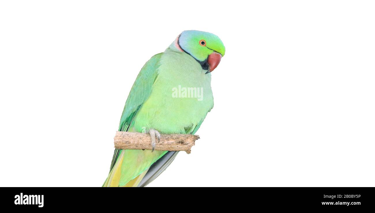 Parrot isolate white background for design, closeup Stock Photo - Alamy