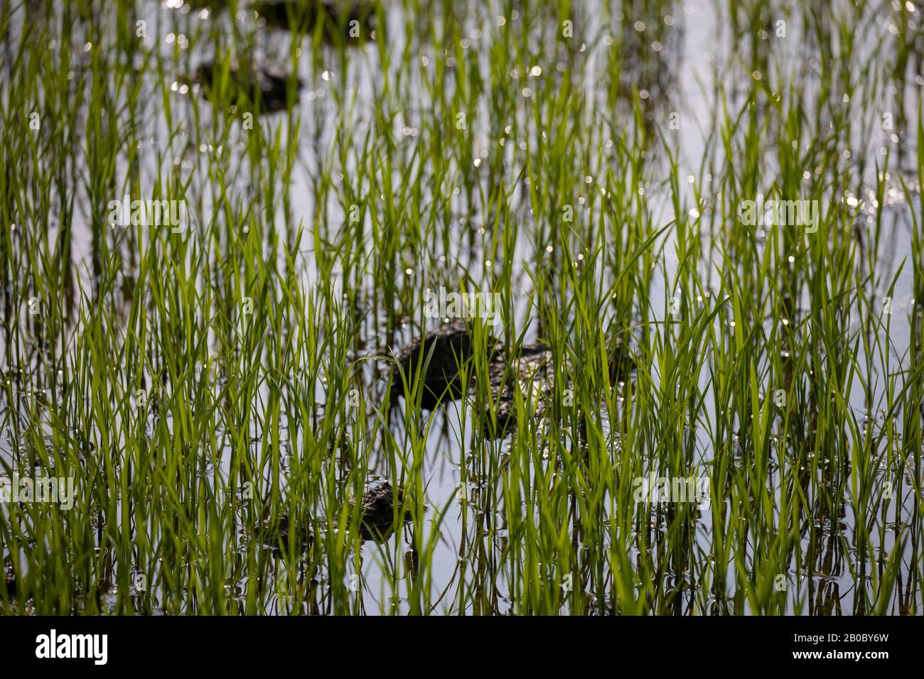 Water filled rice fields hi-res stock photography and images - Alamy