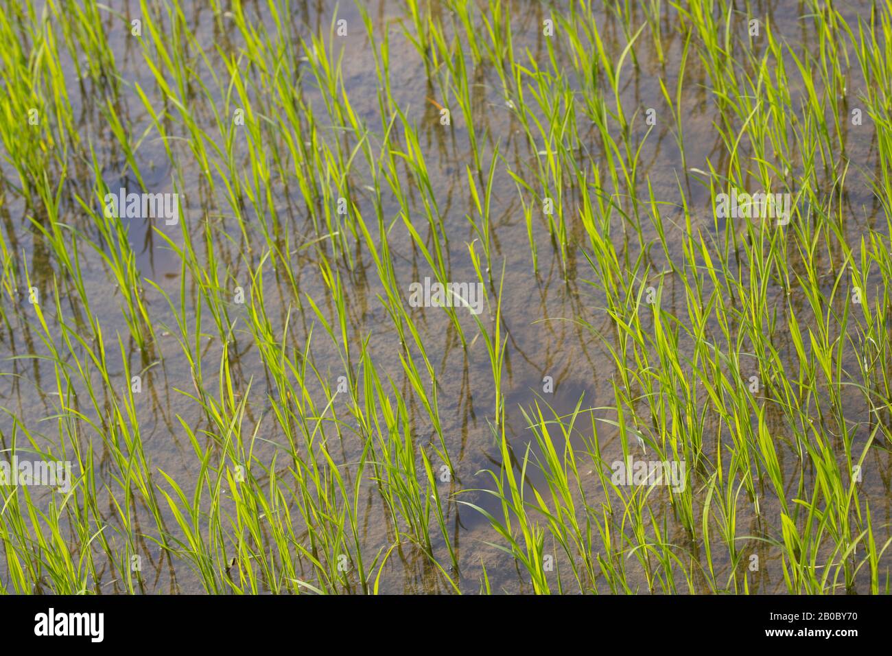 Rows of bright green rice plants stand in a muddy rice paddy with ...