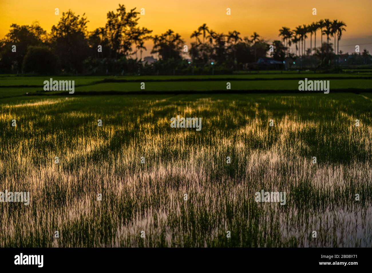 Green field at sunrise. Rice field under sun light at spring time Stock ...