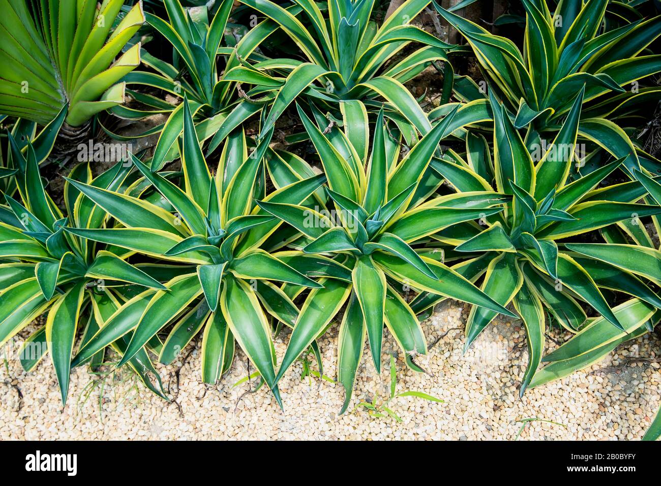 agave plant leaves in garden Stock Photo - Alamy