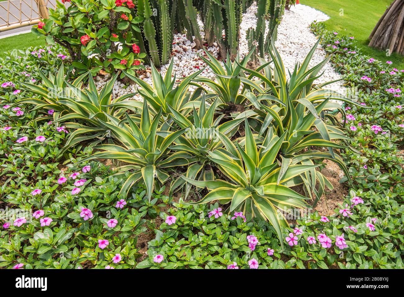 agave plant leaves in garden Stock Photo - Alamy