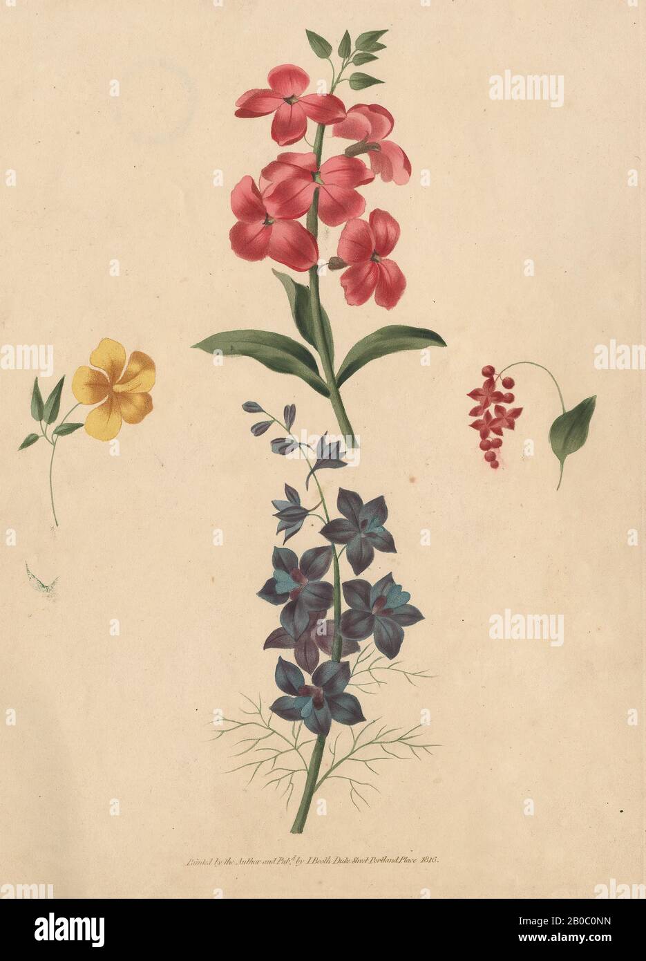 John(?) Booth on Duke Street, Portland Place / Chapel, Untitled (plant ...