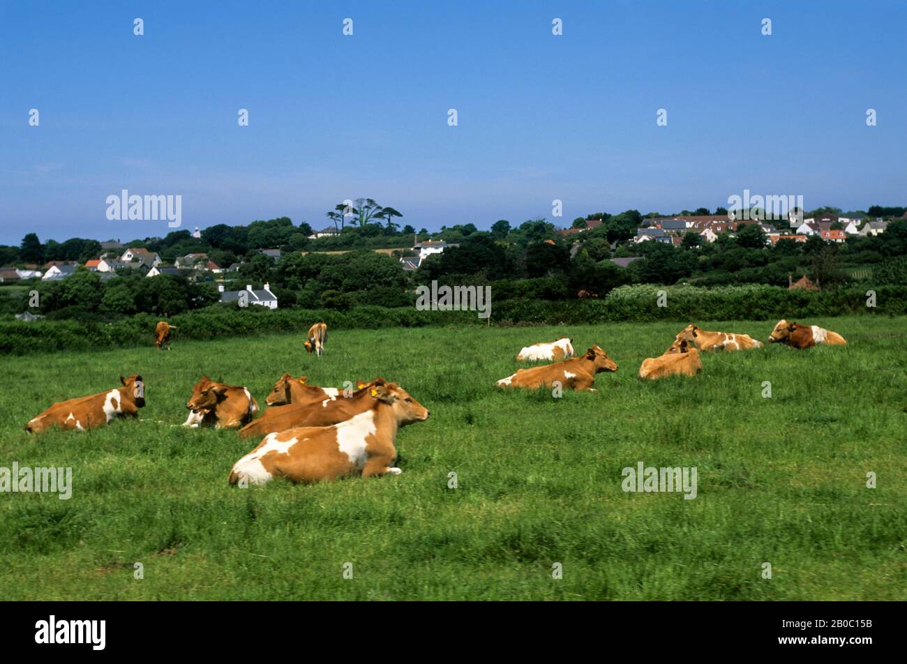 UK, CHANNEL ISLANDS, GUERNSEY, COWS IN PASTURE Stock Photo - Alamy