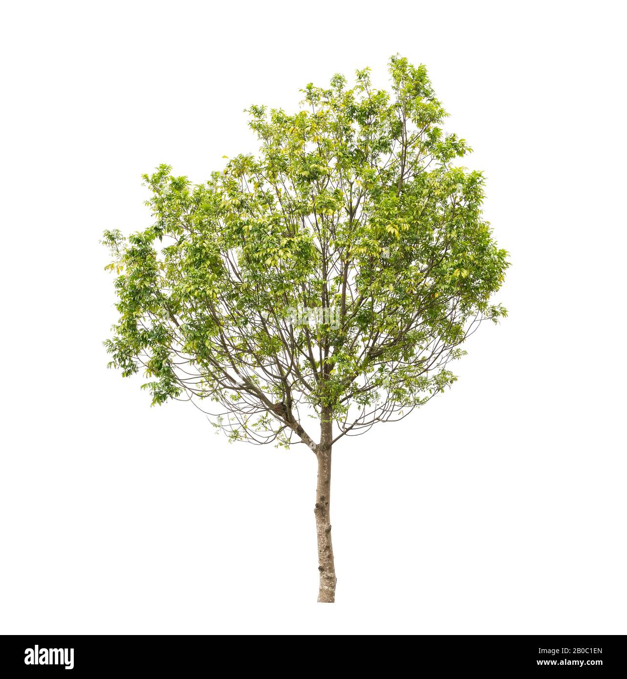Tree isolated on white background Stock Photo - Alamy