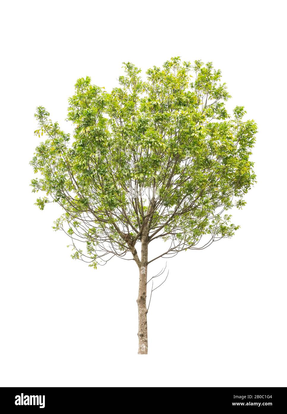 Tree isolated on white background Stock Photo - Alamy