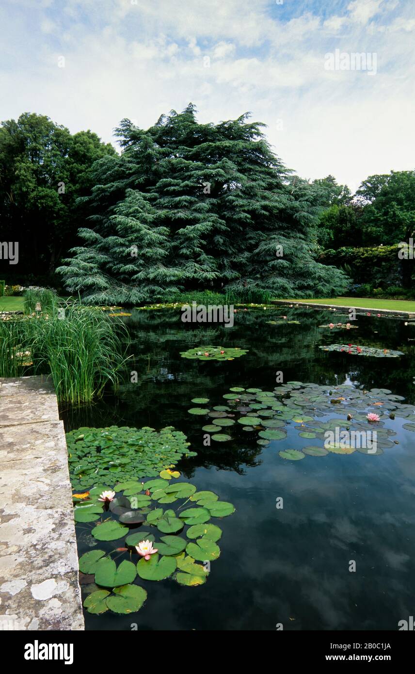 UK, WALES, BODNANT GARDEN, POND WITH WATER LILIES Stock Photo - Alamy