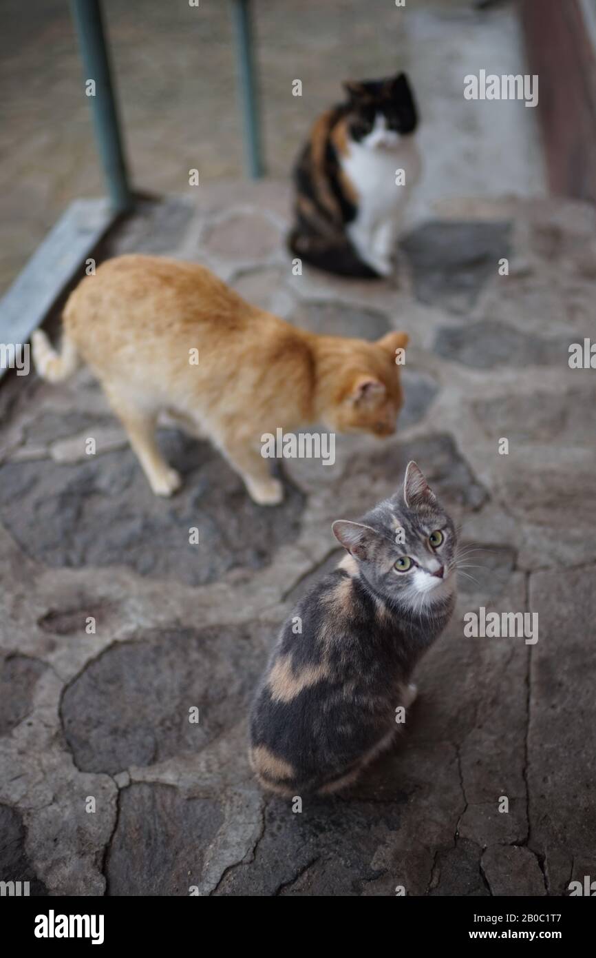 Three cats with different coat colors in the yard. Focus on cute young ...