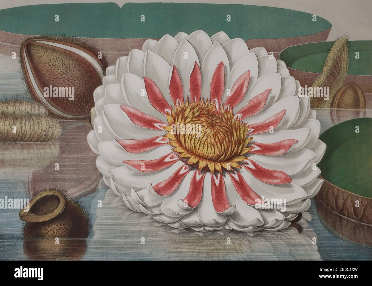 William Sharp, Complete Bloom from 'Victoria Regia, or the Great Water ...