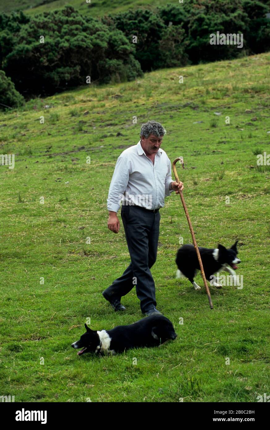 IRELAND, NEAR KILLARNEY, SHEPARD WITH SCOTTISH BORDER COLLIES (RING OF ...