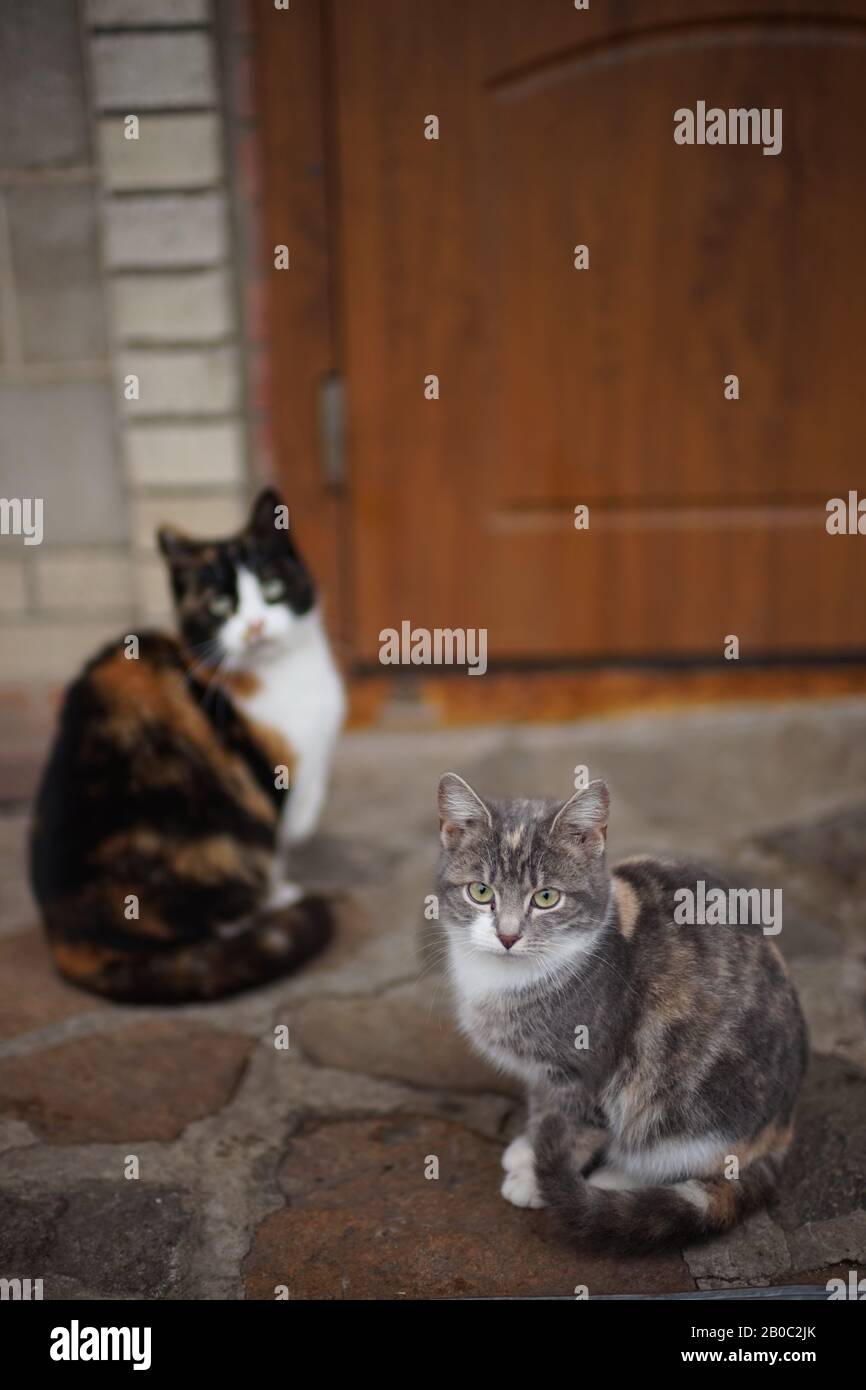 Two maneki neko cats with different coat colors in the yard. Focus on ...