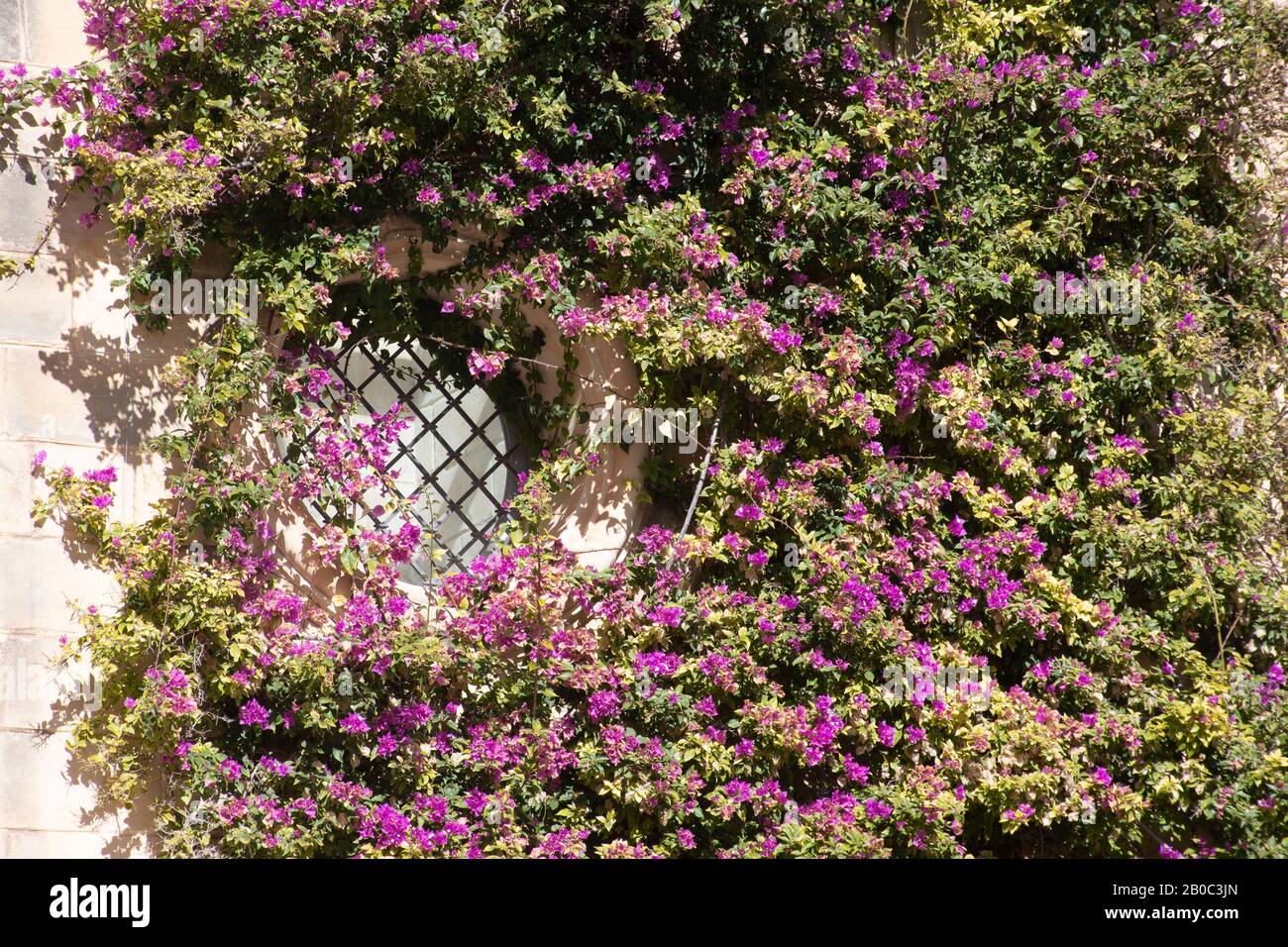 Purple window frame hi-res stock photography and images - Alamy