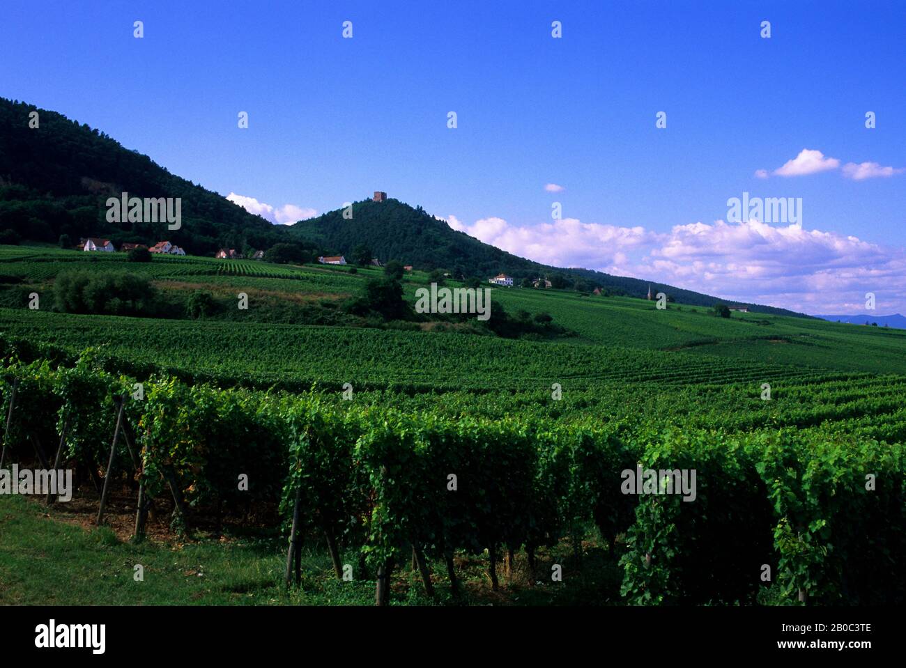 FRANCE, ALSACE REGION, WINE COUNTRY NEAR COLMAR, VINEYARDS Stock Photo ...