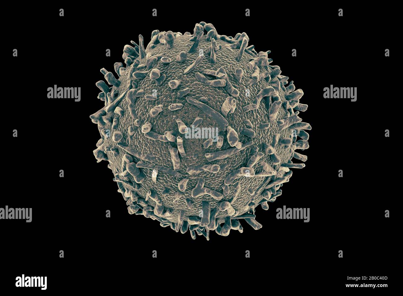 Leucocytes hi-res stock photography and images - Alamy