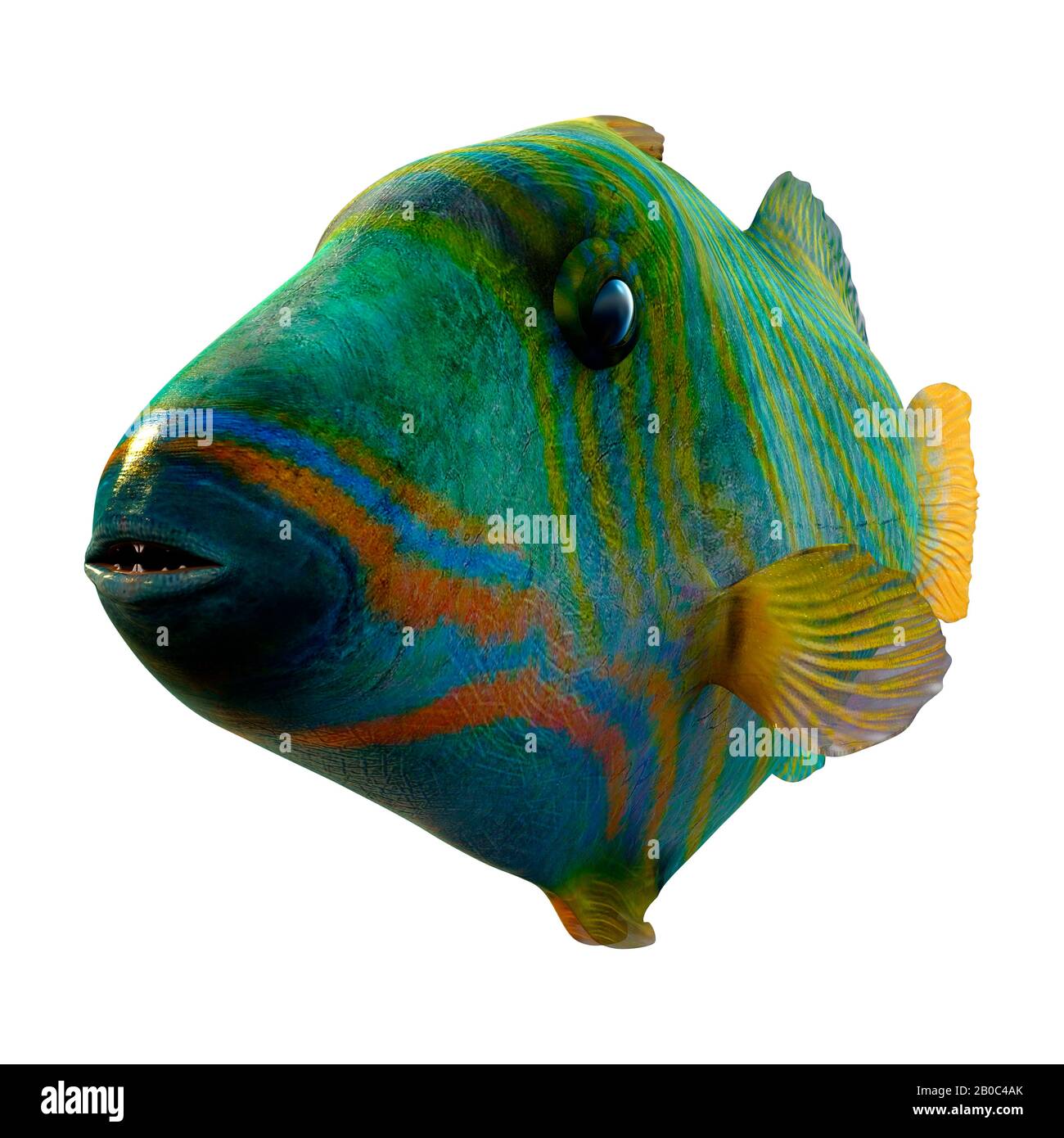 Undulate Triggerfish