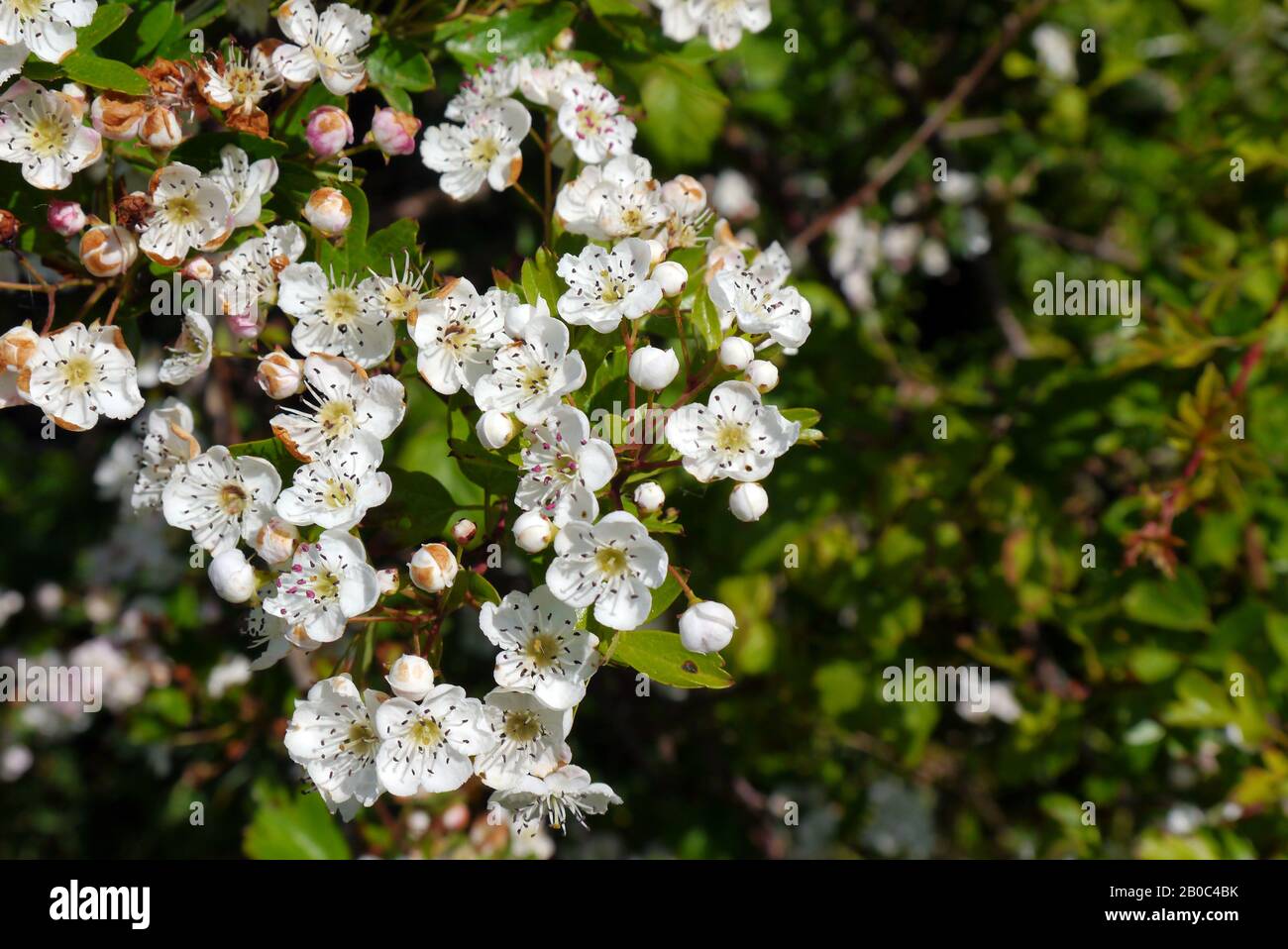 Flowering White Hawthorne Tree (Crataegus monogyna) on Bideford Quay ...