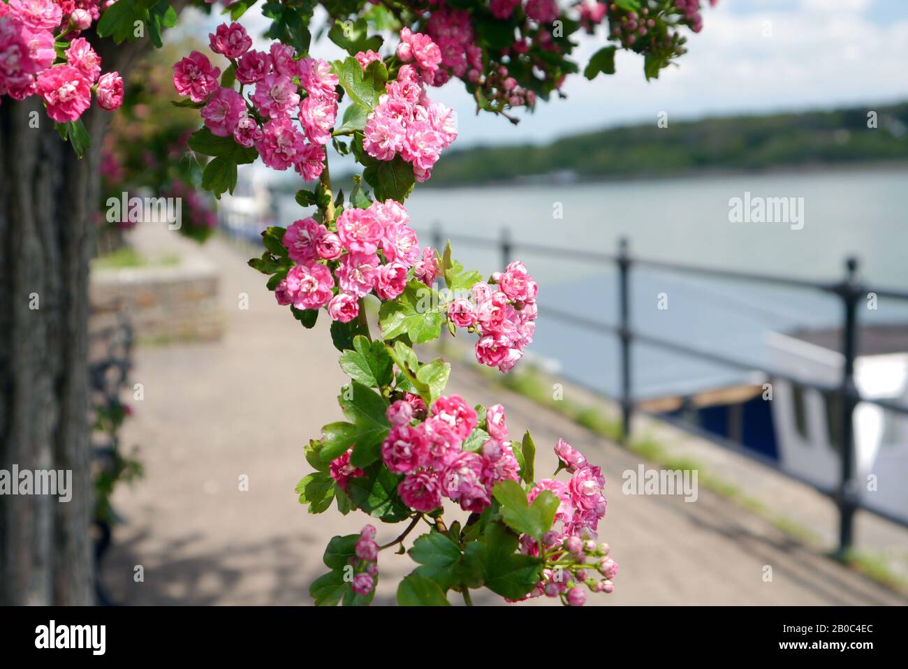 Flowering Pink Midland Hawthorne Tree on Bideford Quay next to the ...