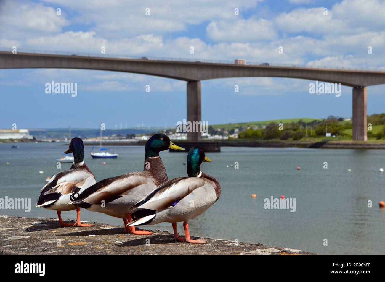 Three Male Mallard Ducks (Anas platyrhynchos) at Looking the River ...