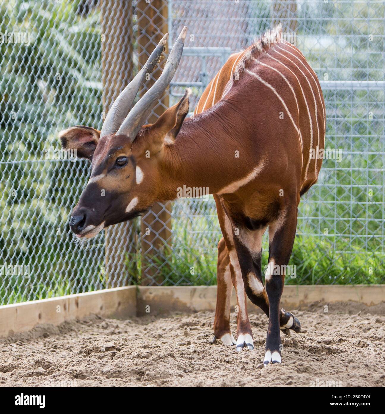Western Congo Basin High Resolution Stock Photography and Images - Alamy