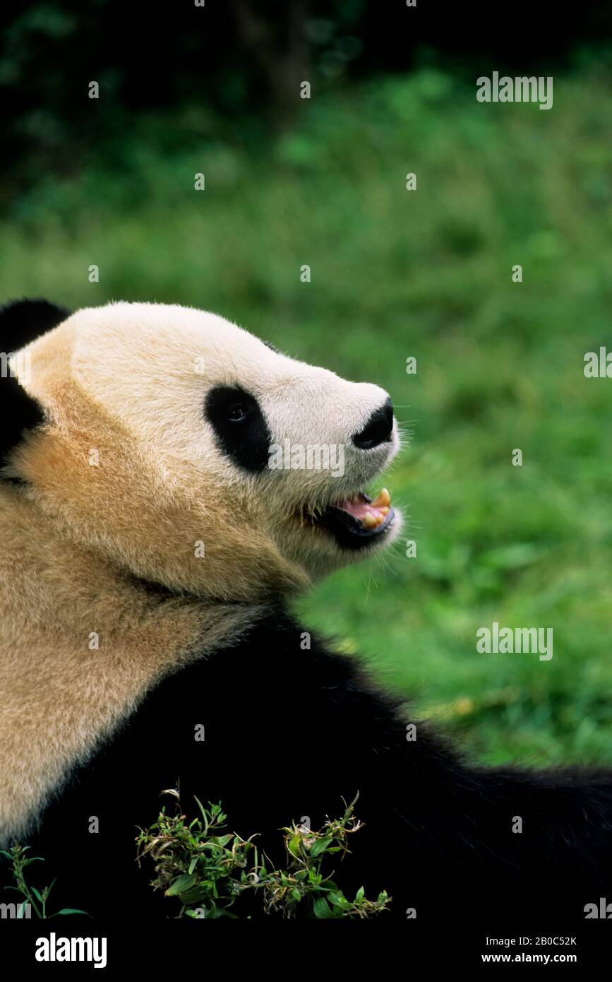 Vienna schonbrunn zoo panda hi-res stock photography and images - Alamy