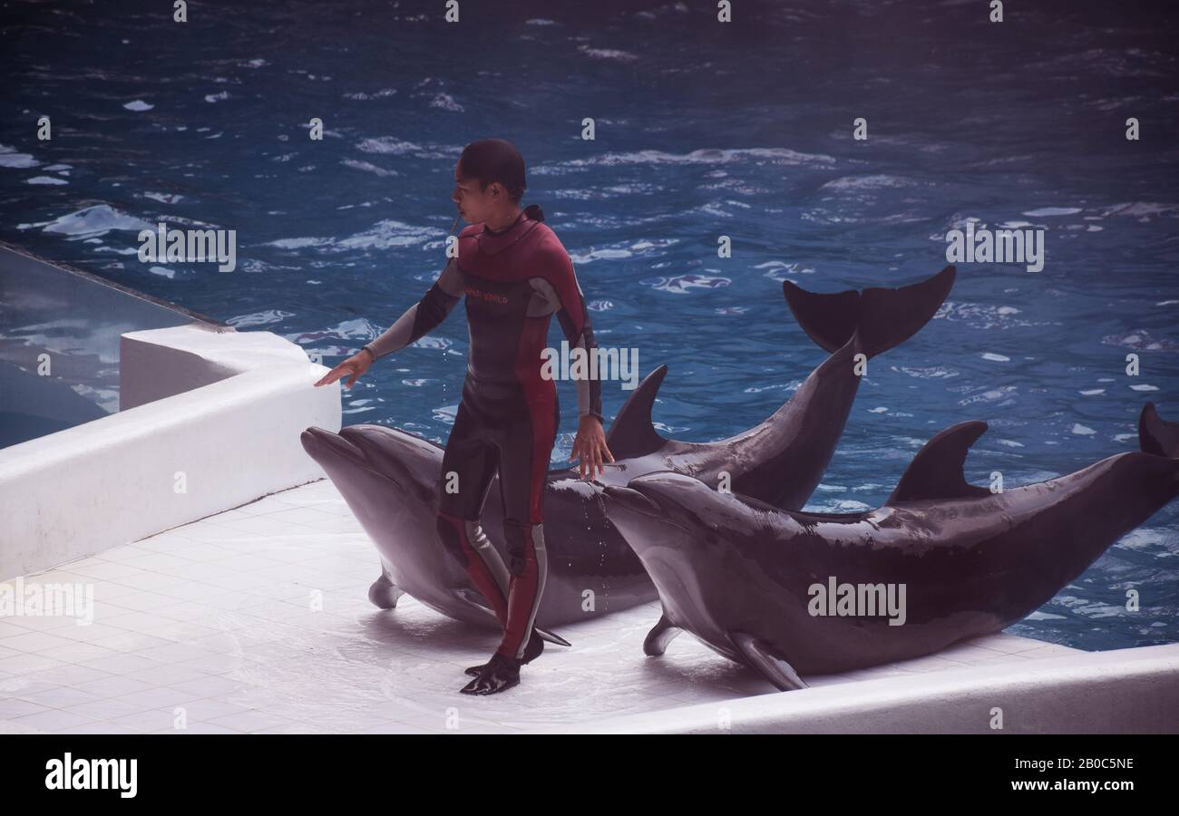 A dolphin trainer with his Dolphins before the show Stock Photo - Alamy