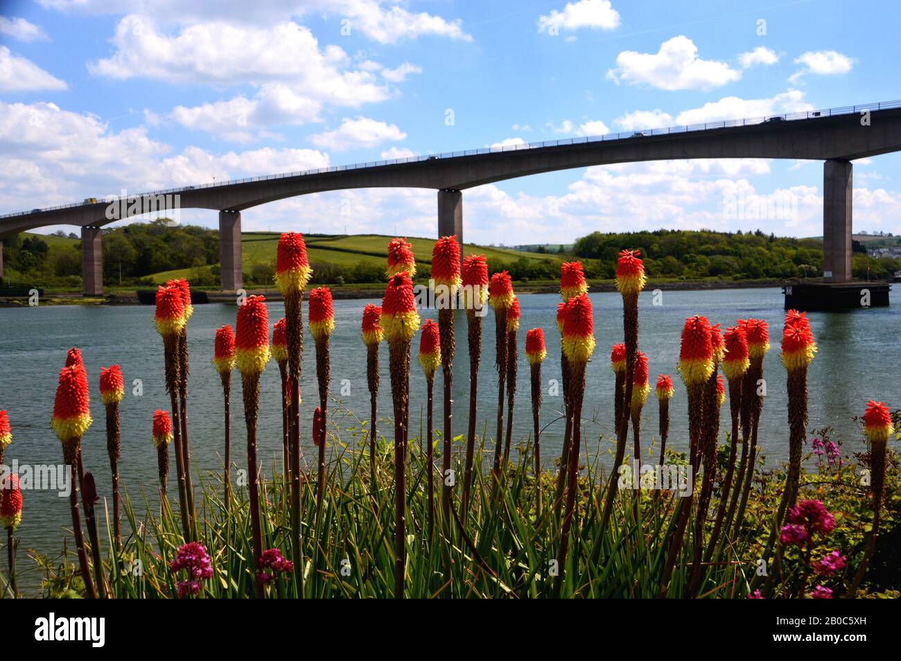 Red Hot Pokers (Kniphofia uvaria) and the River Torridge Road Bridge ...