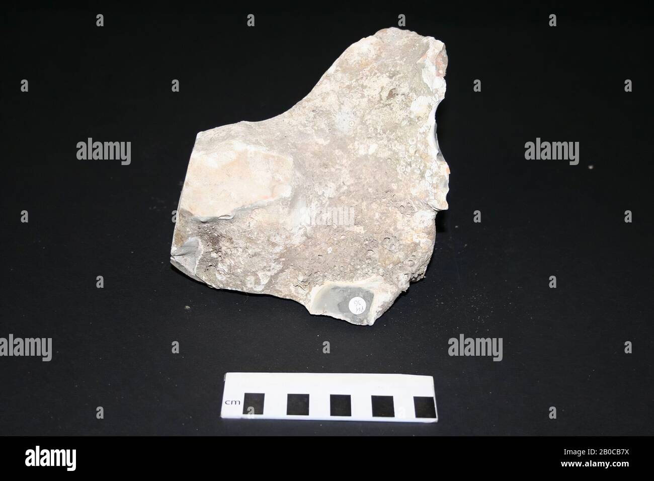 Flint stone with limestone, tuber, stone, flint, limestone, 15 x 12 x ...
