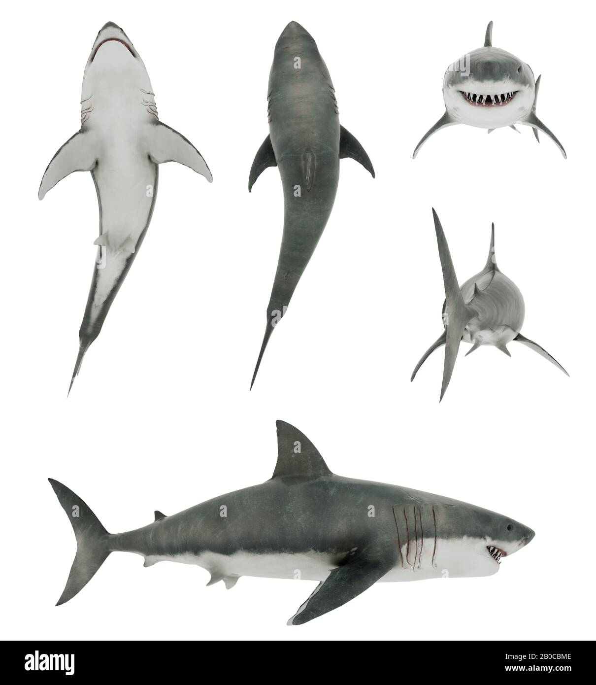 Blue sharks Cut Out Stock Images & Pictures - Alamy