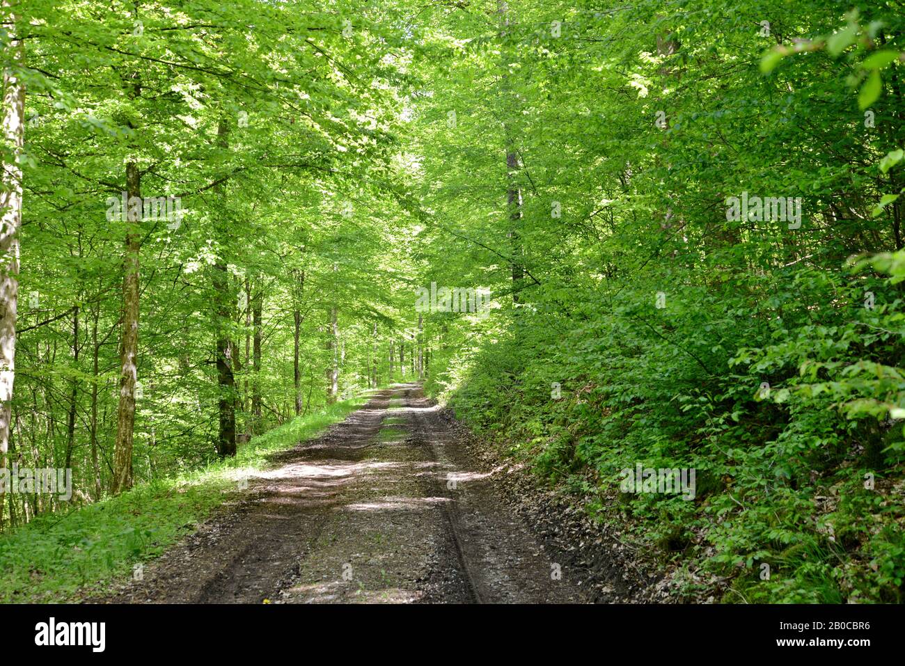 Place green foliage summer hi-res stock photography and images - Alamy