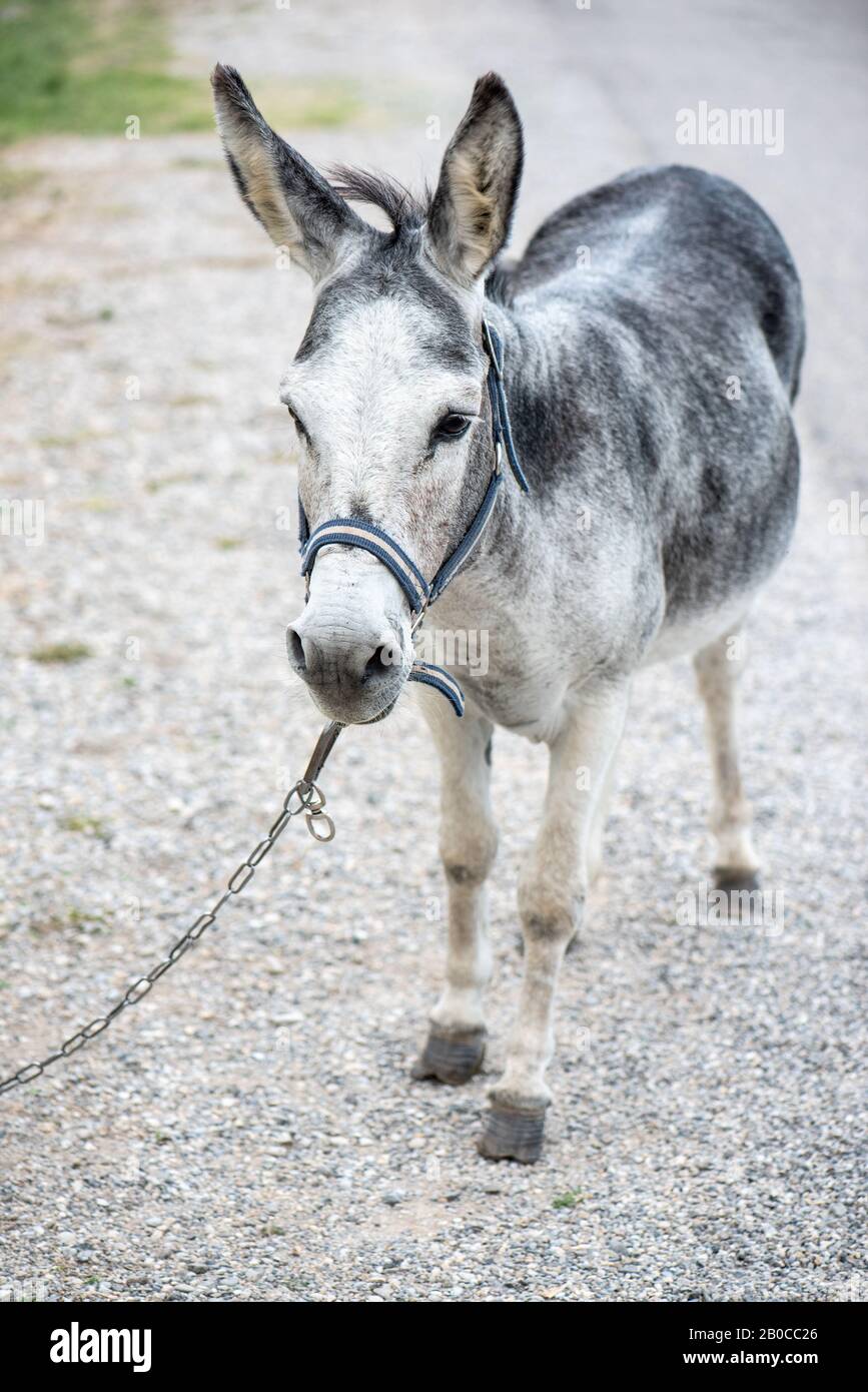 Gray Donkey High Resolution Stock Photography and Images - Alamy