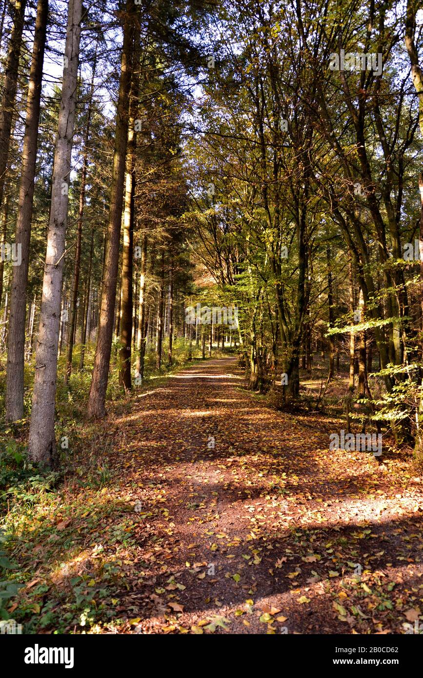 path in forest with beautiful autumn colors Stock Photo - Alamy