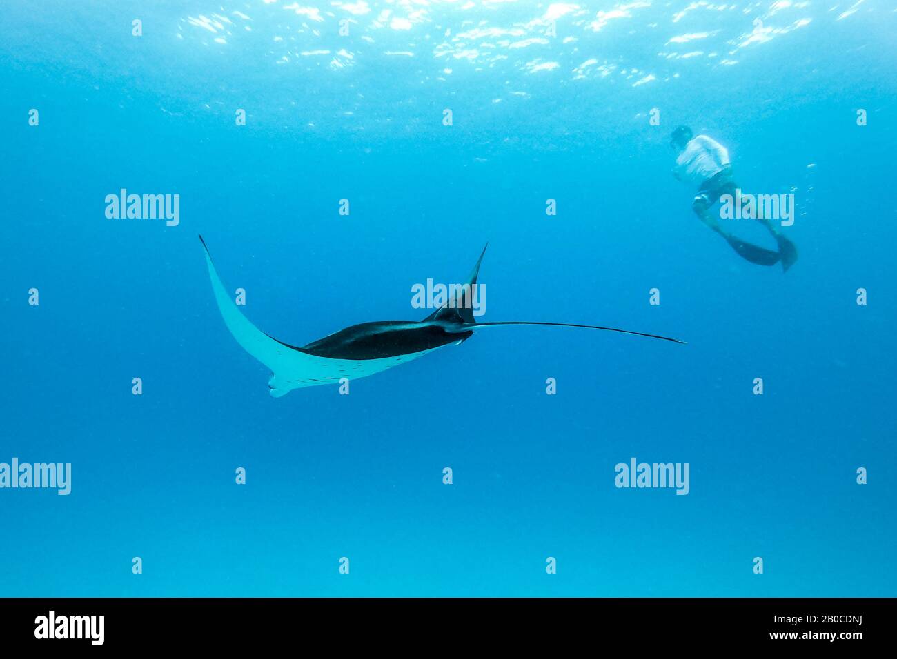 Underwater view of hovering Giant oceanic manta ray, Manta Birostris ...
