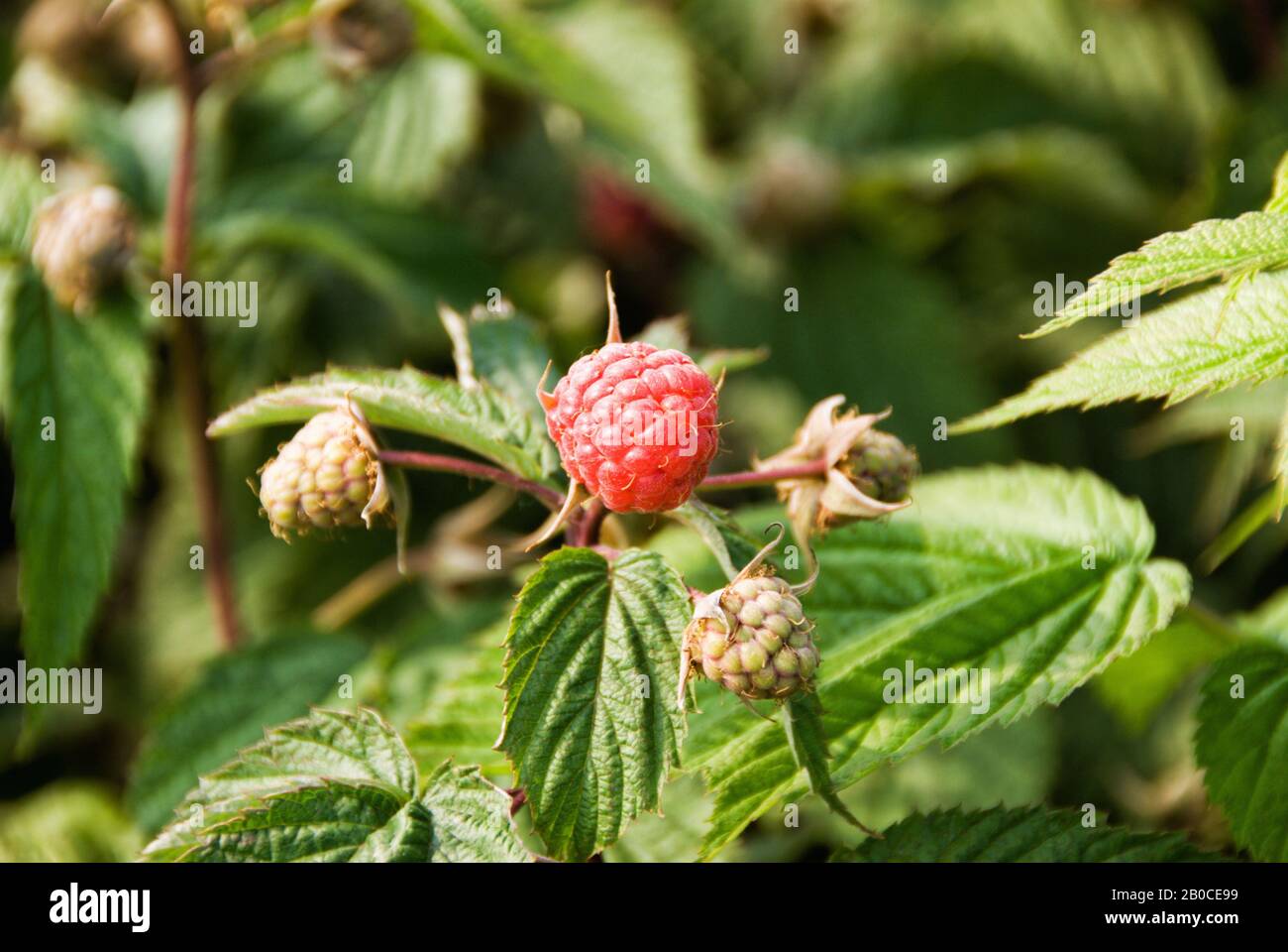 Organic red raspberry fruits growing on the vine at a pick your own ...