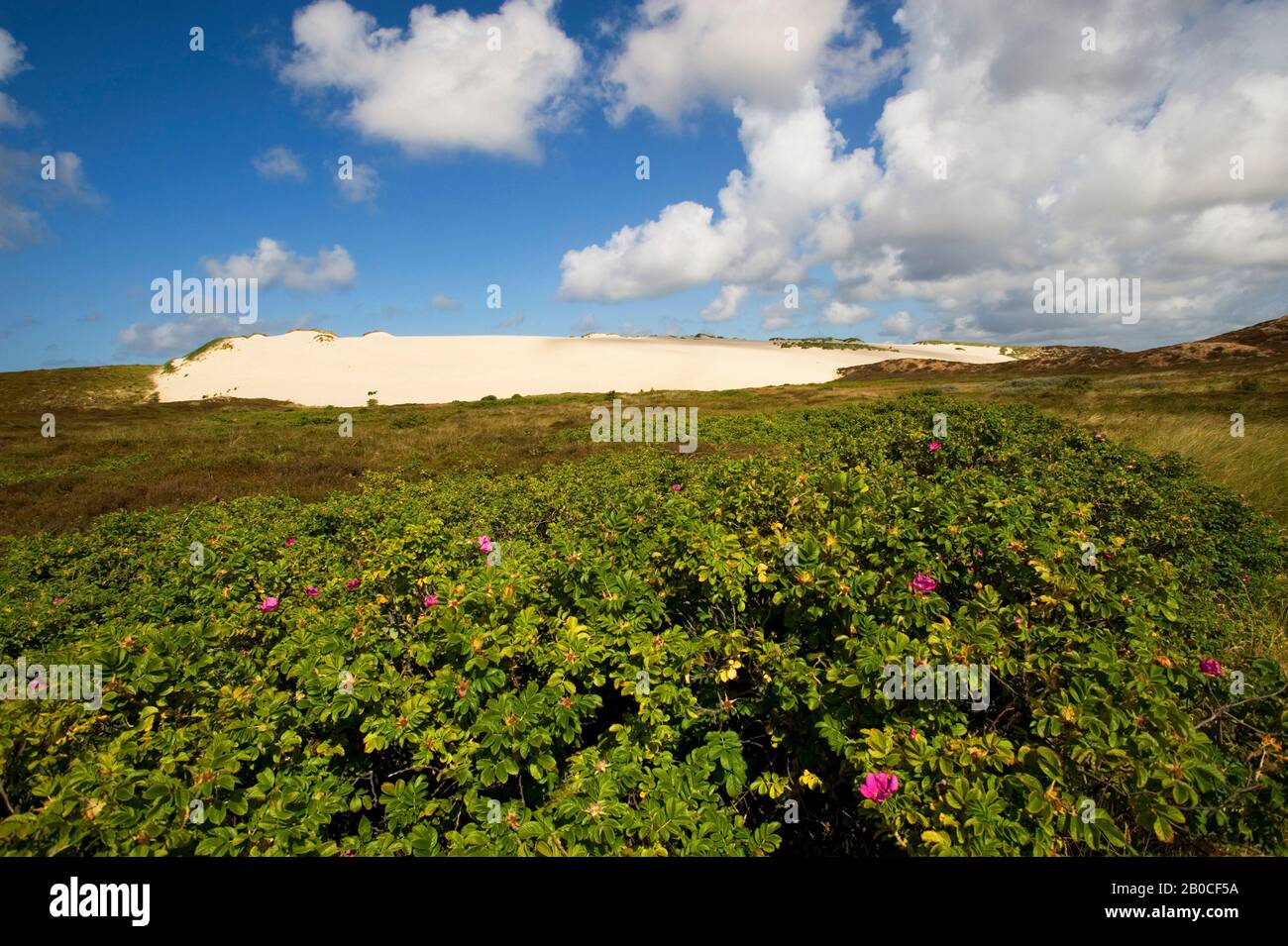 Dune roses hi-res stock photography and images - Alamy